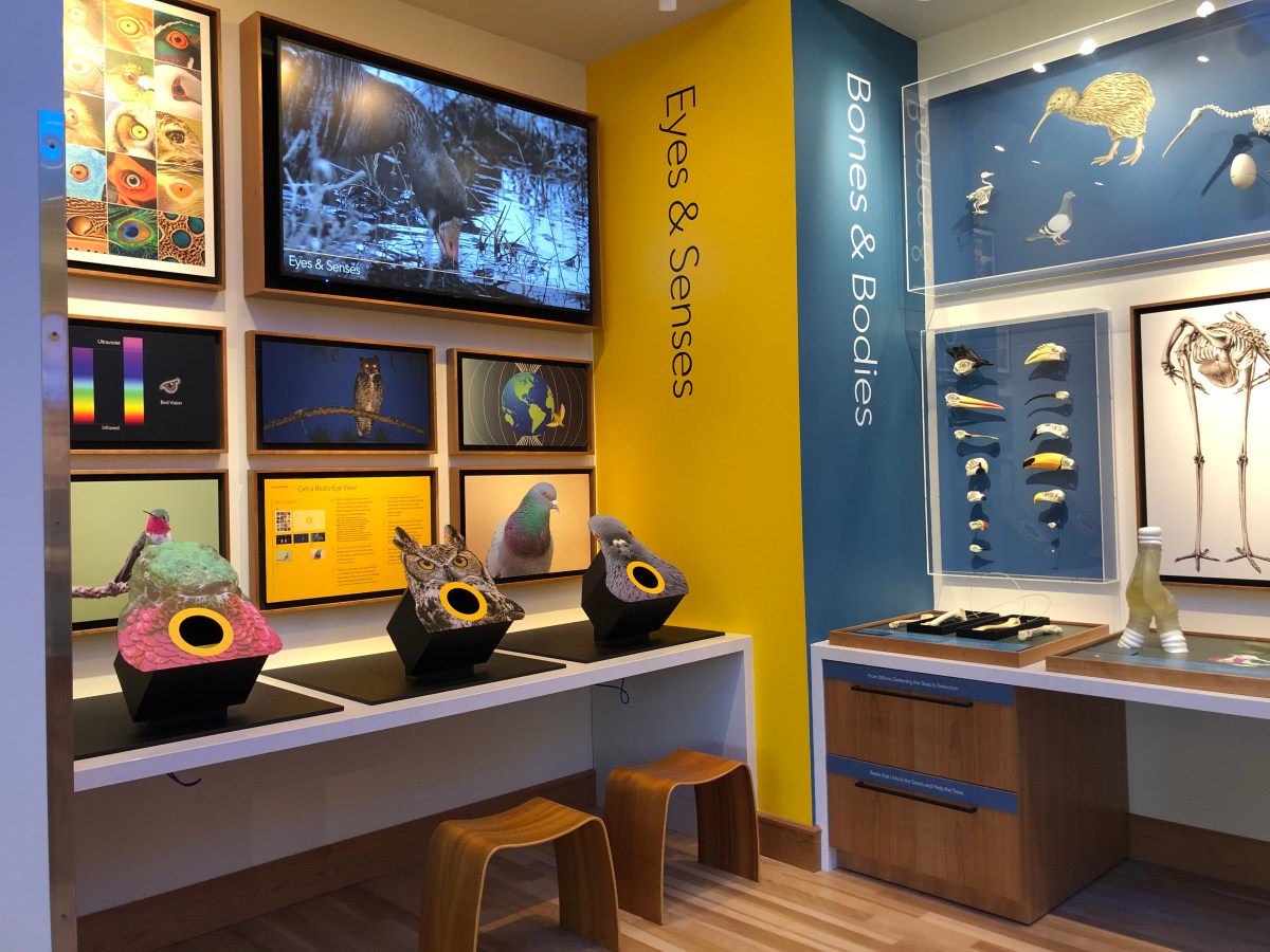 A Reimagined Visitor Center at the Cornell Lab of Ornithology 6/21/24 ...